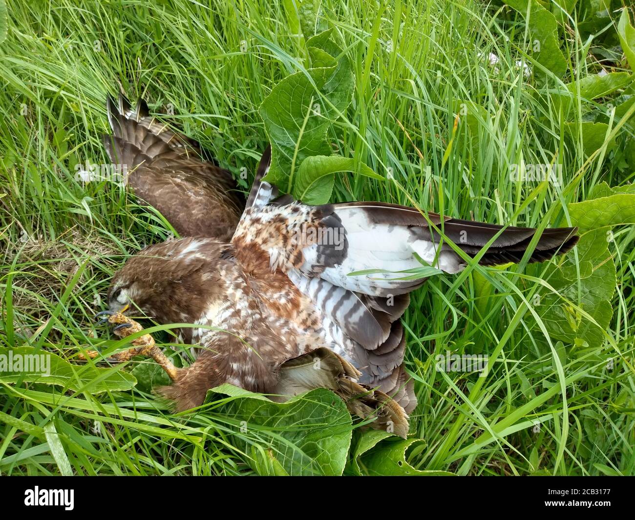 Dead buzzard in the green grass Stock Photo - Alamy