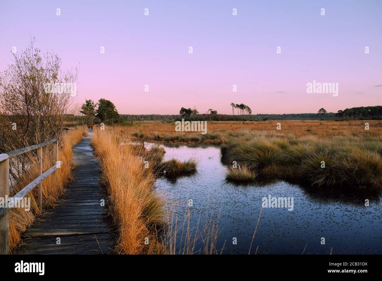 Boardwalk thursley uk nature reserve hi-res stock photography and ...