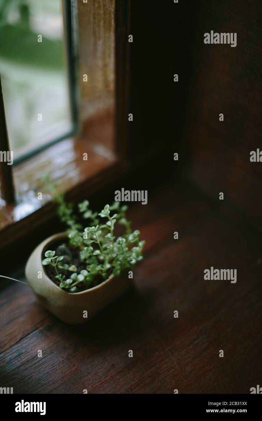 Plant beside window hi-res stock photography and images - Alamy