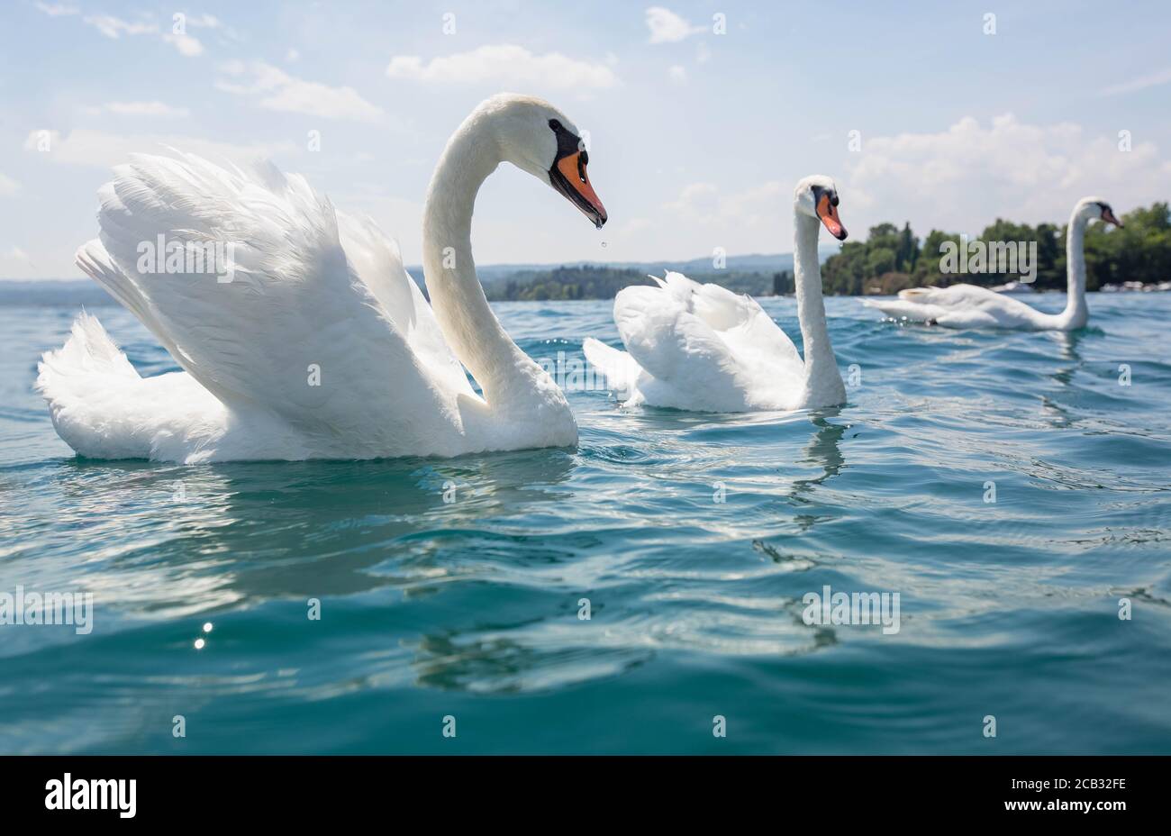 White swan swimming, lake garda, Italy, blue water, clear sky Stock ...