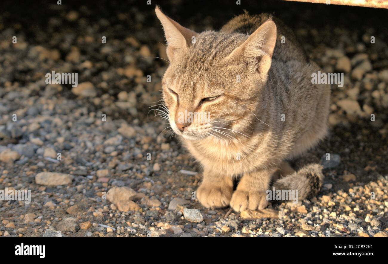 cute brown cat Stock Photo - Alamy