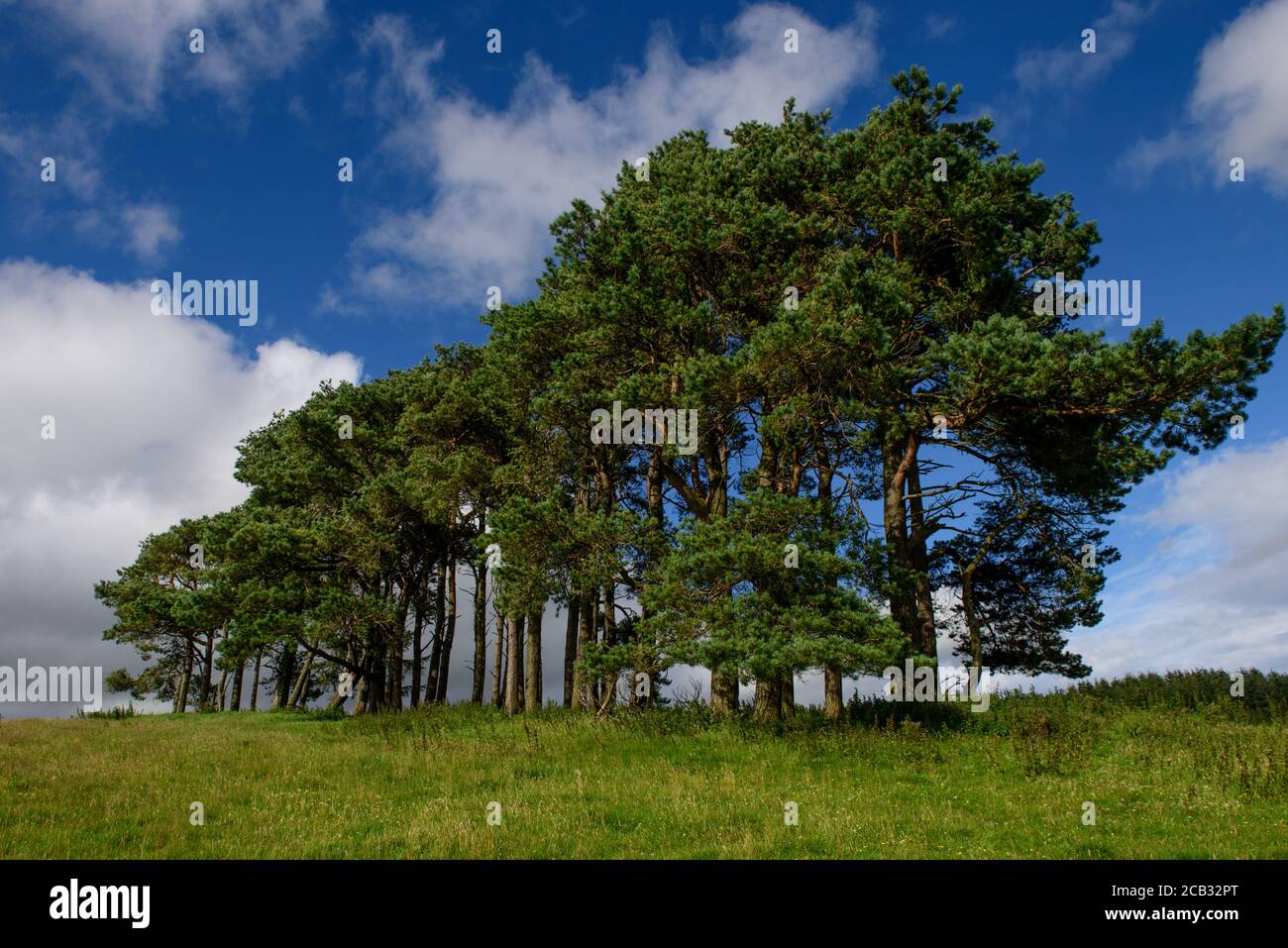 Copse of fir trees near west Linton Scotland Stock Photo - Alamy