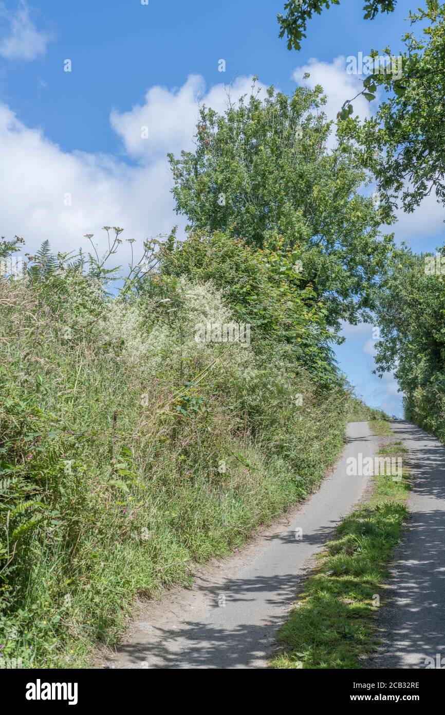 Hedge bedstraw habitat hi-res stock photography and images - Alamy