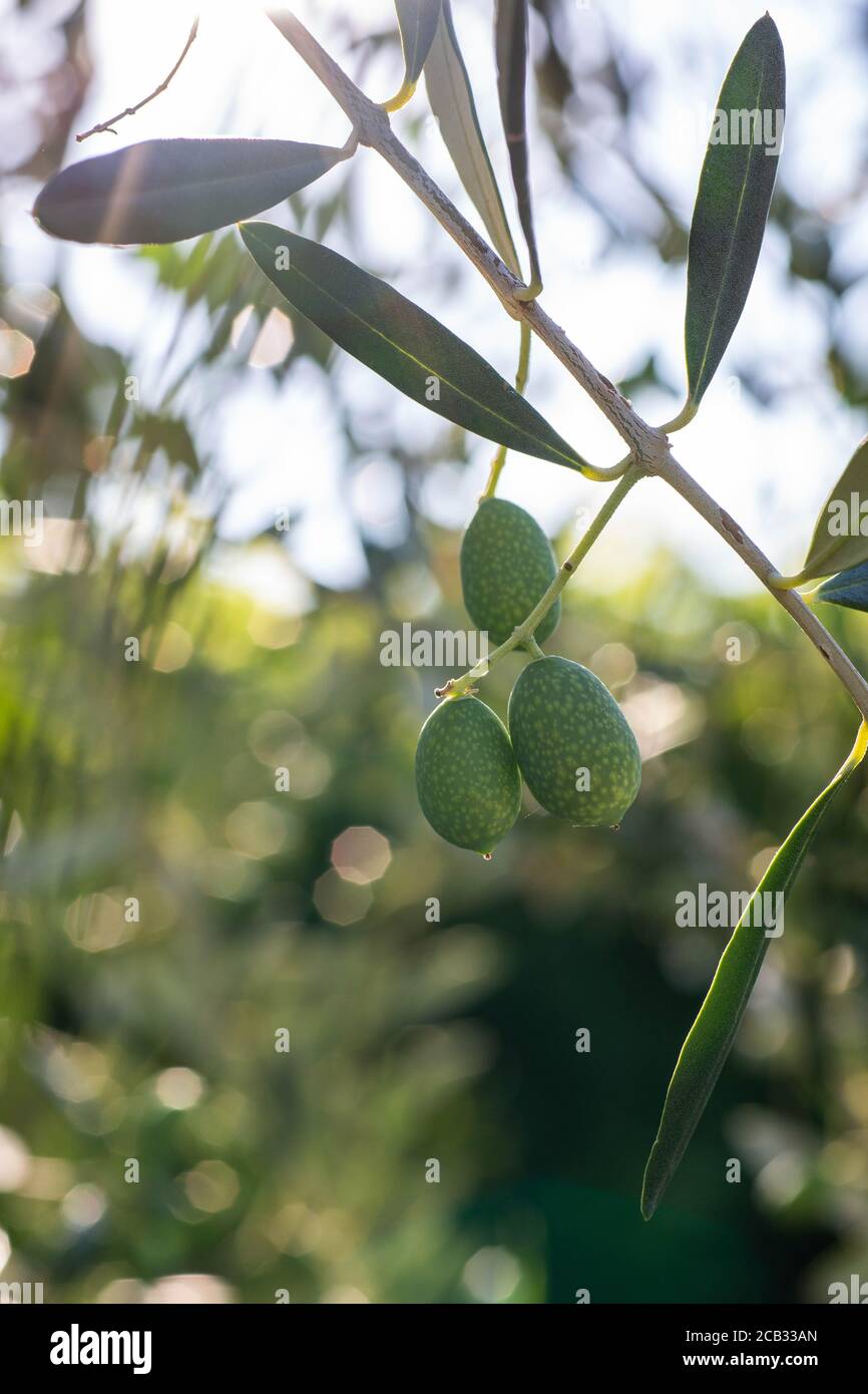 Branch of olive tree hi-res stock photography and images - Alamy
