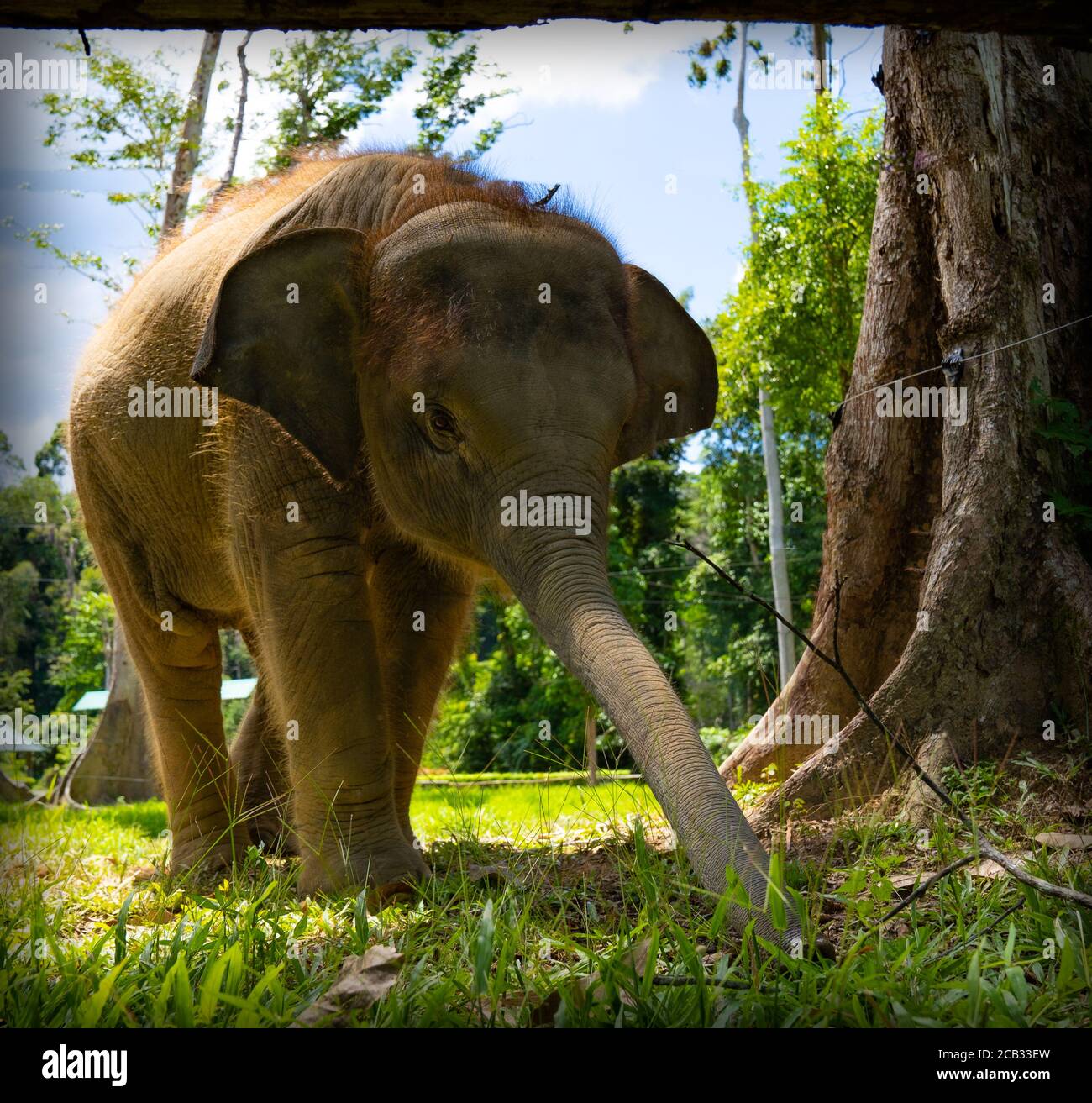 Closed view of a baby Asian Elephant in Malaysia Stock Photo - Alamy