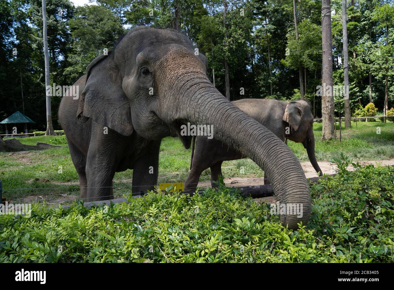 Asian Elephants in Malaysia Stock Photo - Alamy