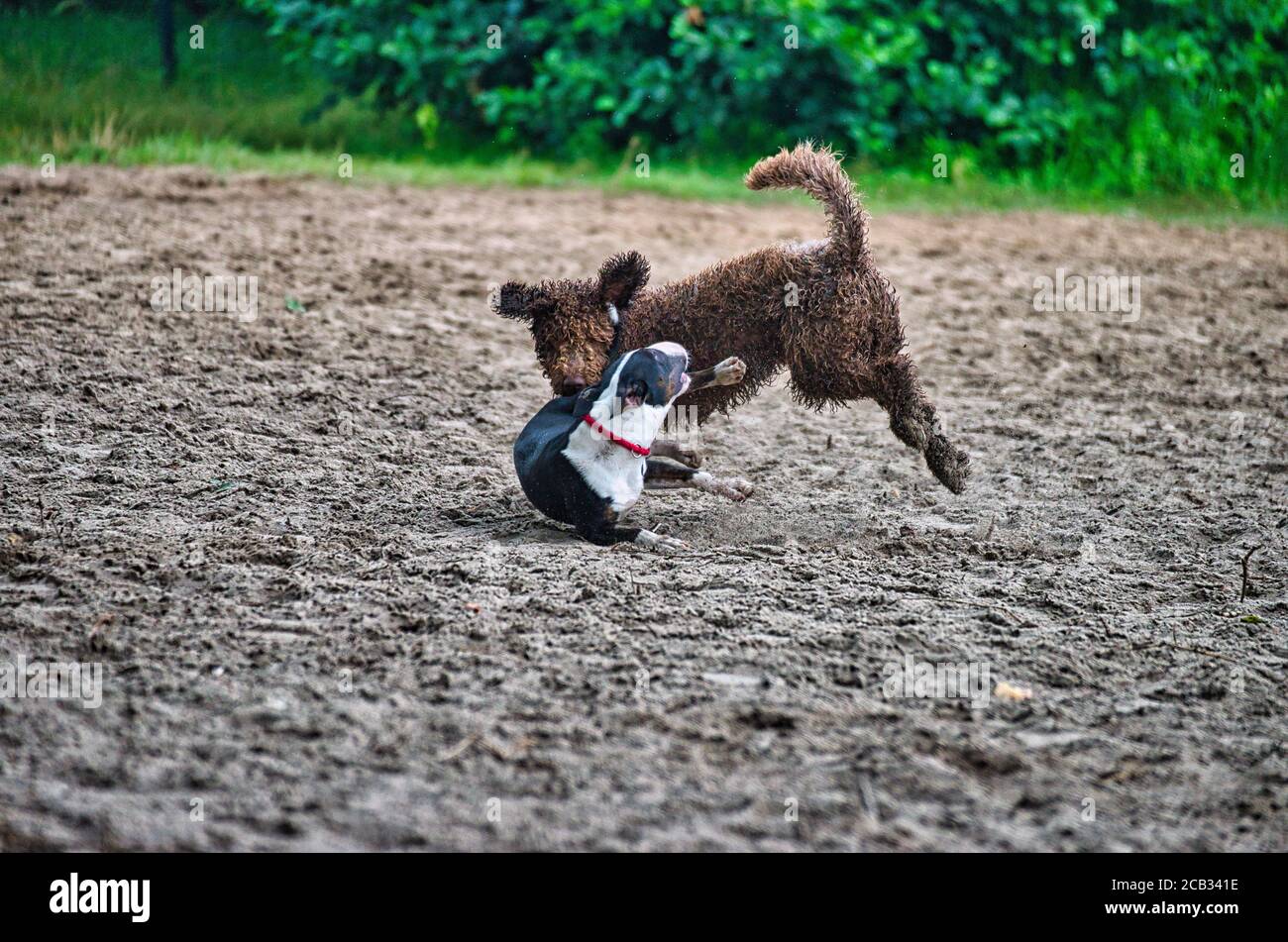 Dog play and romp on the dog beach in Langenhagen near Hannover at the ...