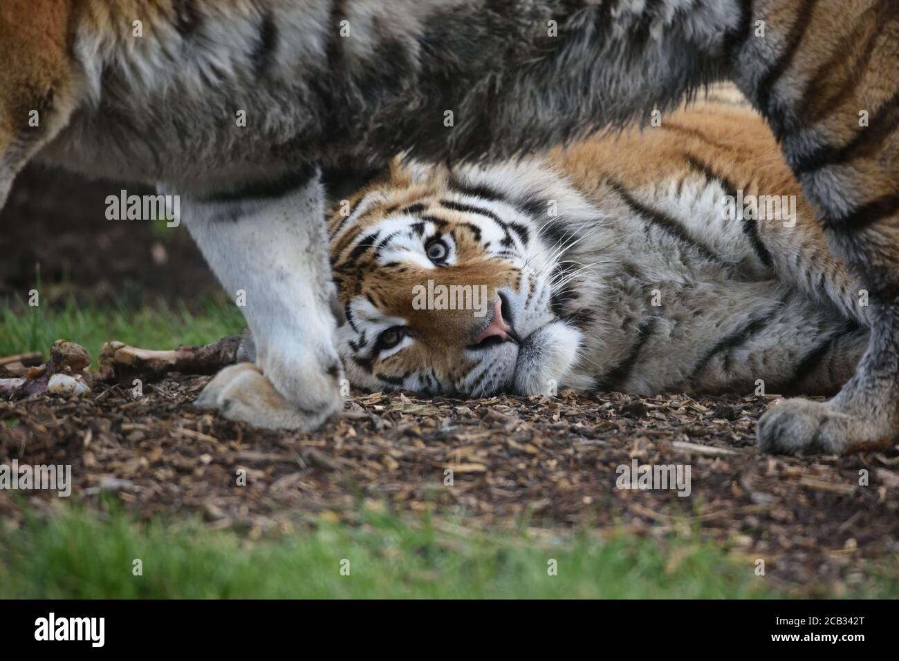Korean tiger hi-res stock photography and images - Alamy