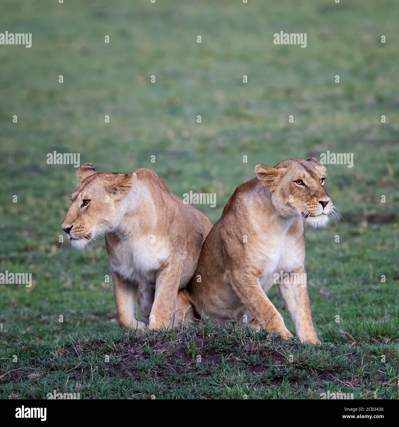 Two lionesses, panthera leo, together in the green grass of the Masai ...