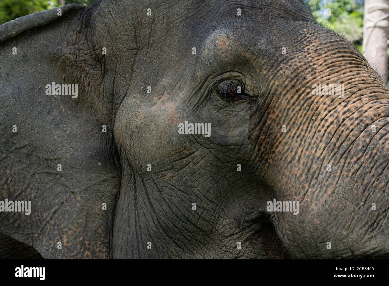 Closed view of an Asian Elephant eye in Malaysia Stock Photo - Alamy