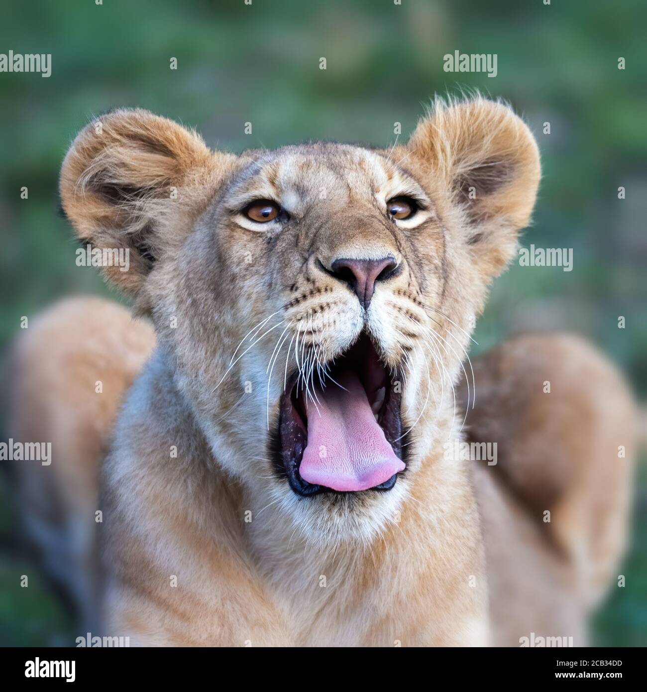 Lion cub, panthera leo, yawns and shows his teeth, Masai Mara, Kenya ...