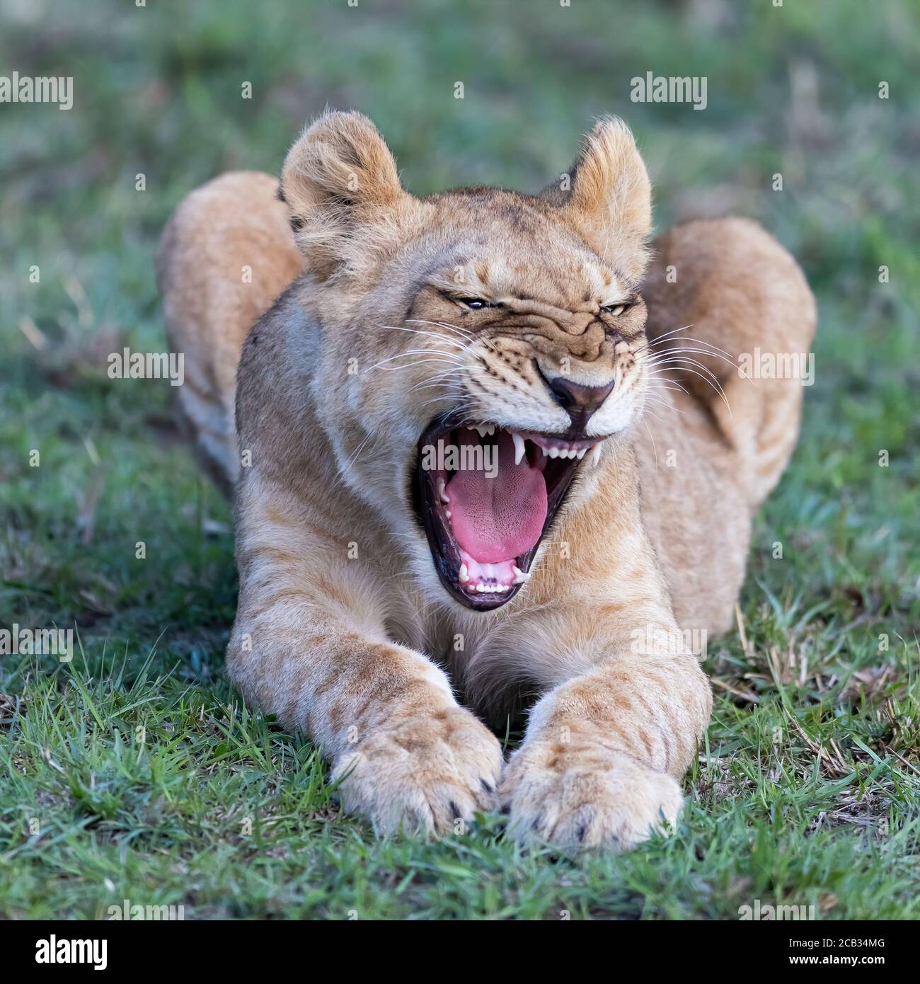 Lion cub, panthera leo, yawns and shows his teeth, Masai Mara, Kenya ...