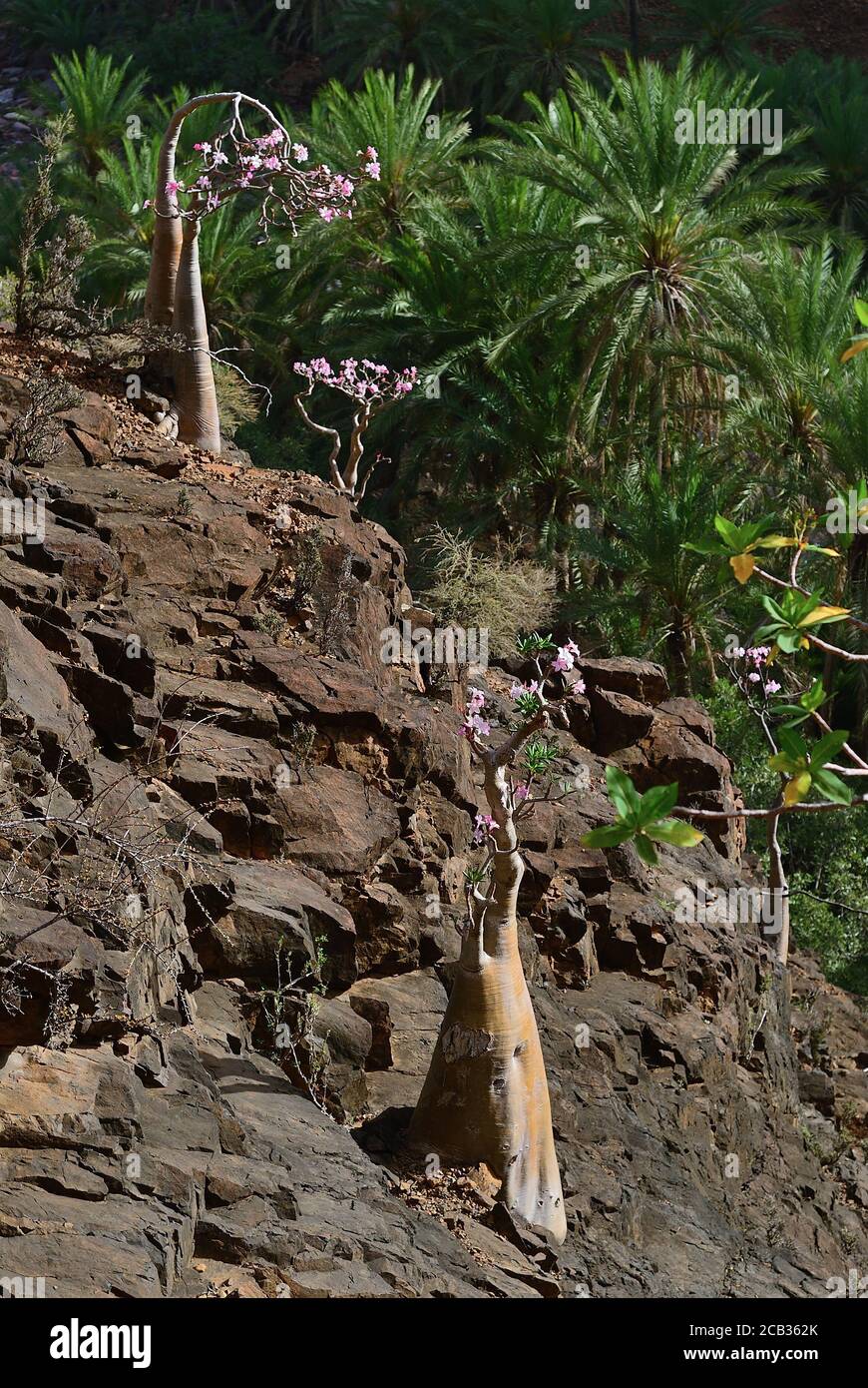Yemen. Most beautiful canyon on Socotra island, Wadi Dirhur (Daerhu ...