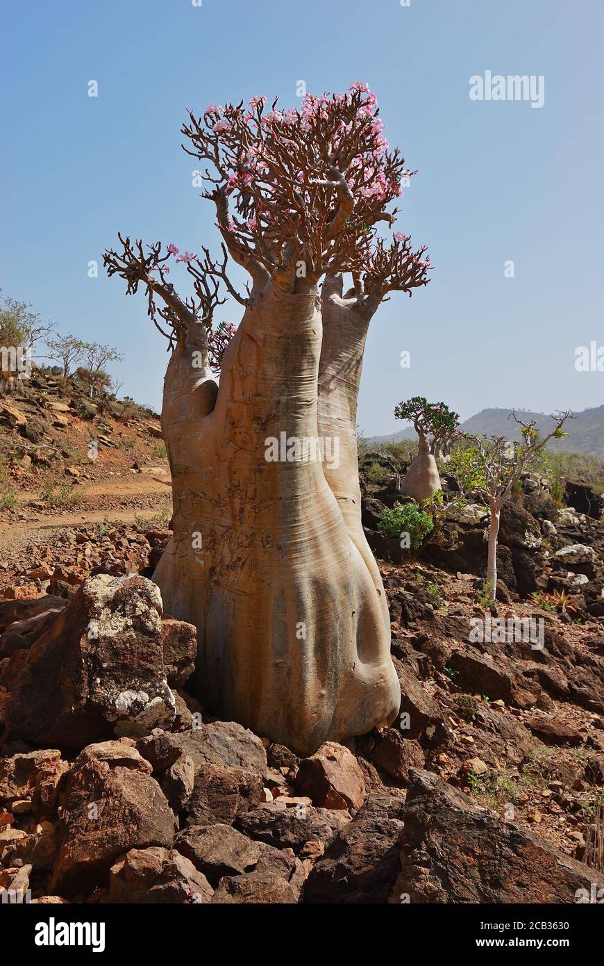 Flowering bottle tree, endemic tree adenium obesum. Yemen. Most ...