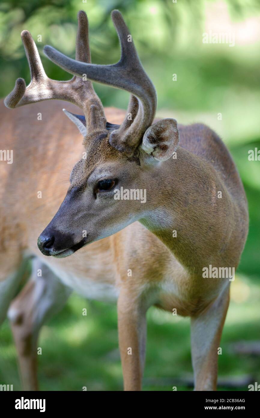Endangered Key deer in the National Key Deer Refuge on Big Pine Key in ...