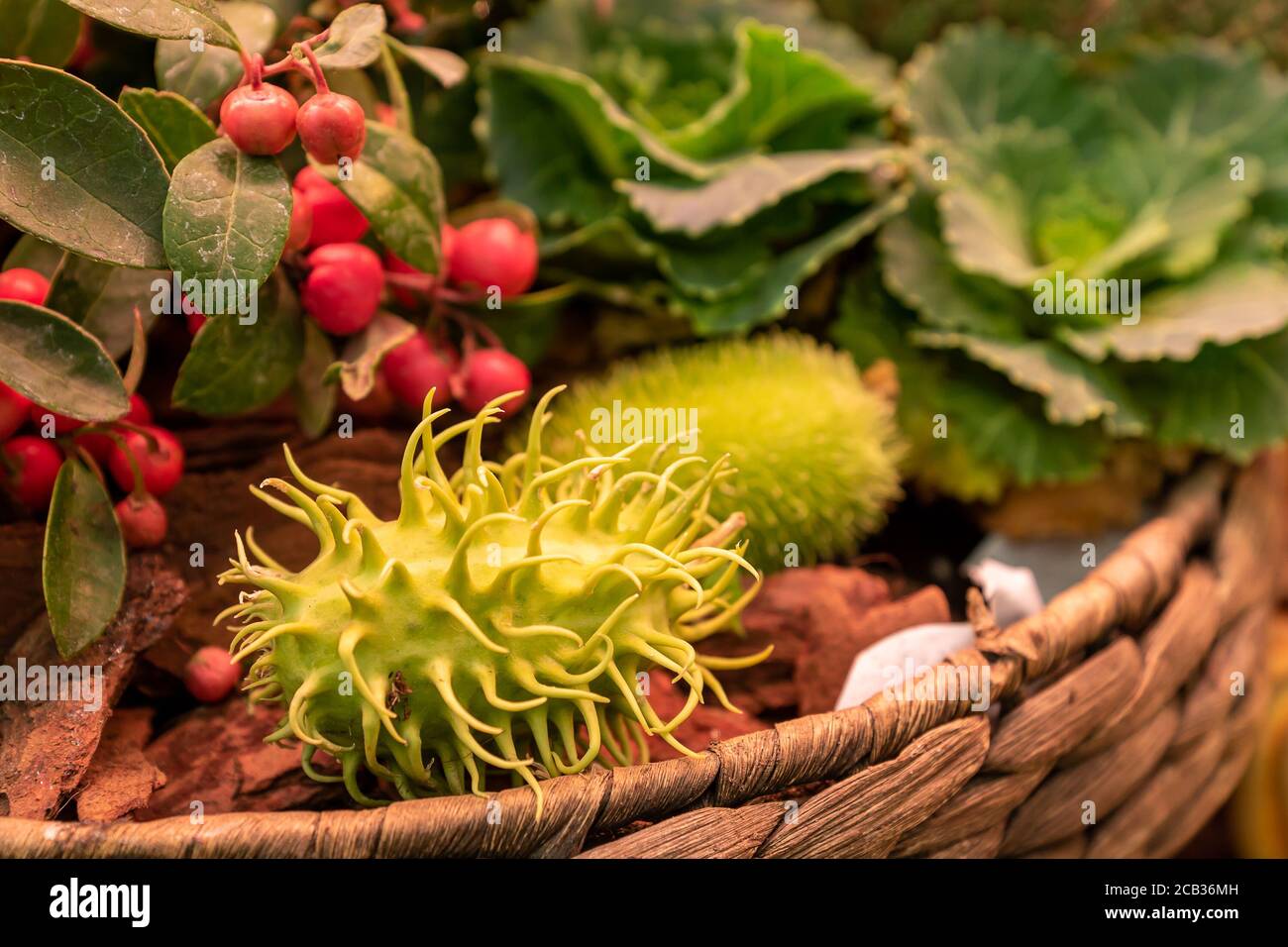 Exploding cucumber hi-res stock photography and images - Alamy