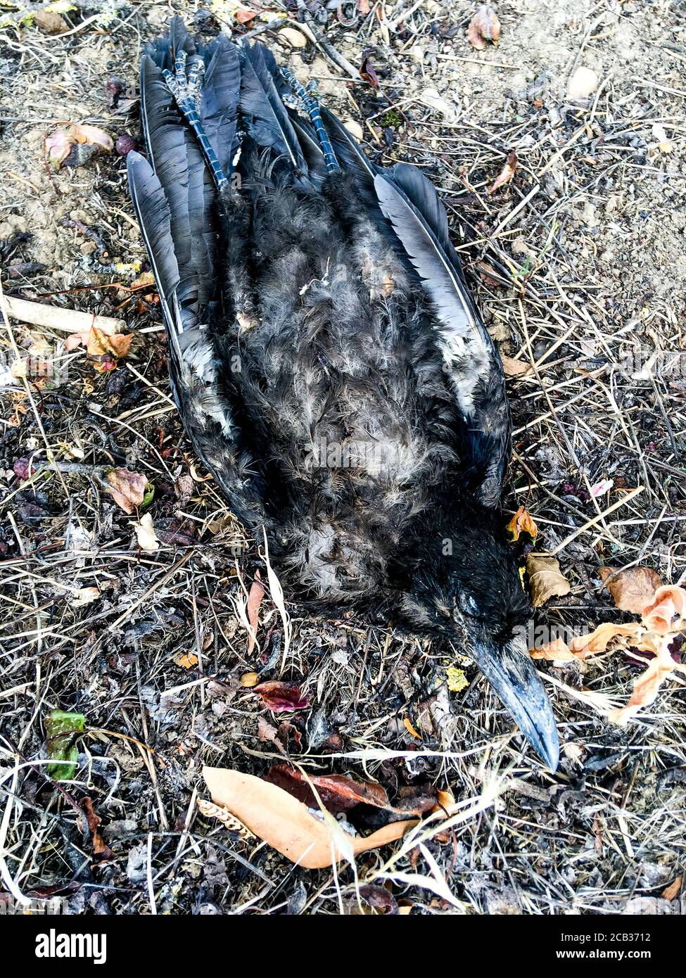 Dead crow laying on the ground, Lyon, France Stock Photo - Alamy