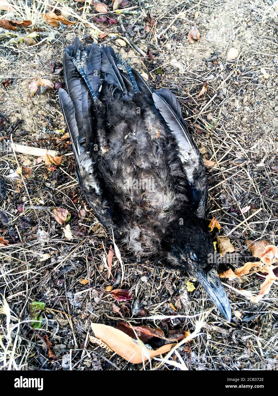 Cadavre cadavre mort mort mort hi-res stock photography and images - Alamy