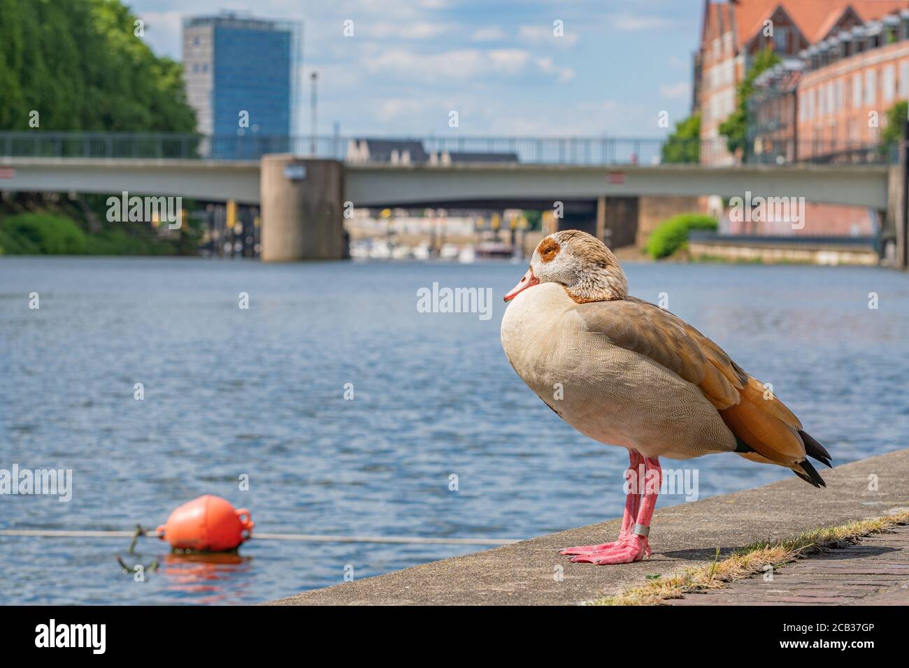 Hungry duck hi-res stock photography and images - Alamy