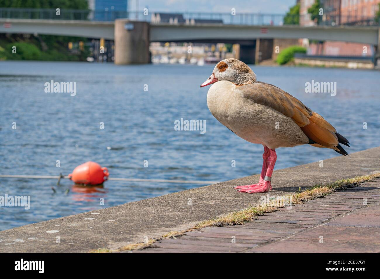 Hungry duck hi-res stock photography and images - Alamy