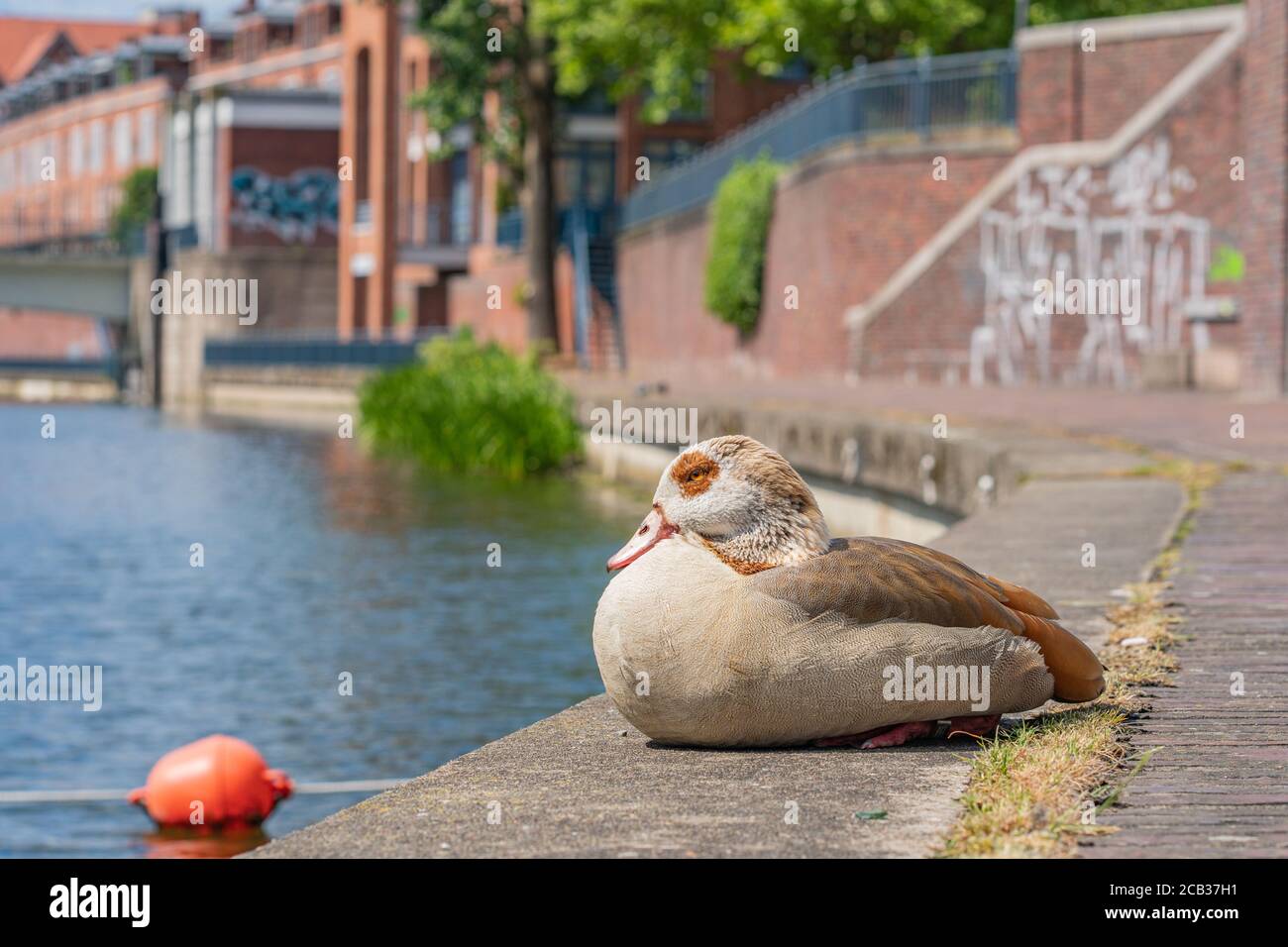Hungry duck hi-res stock photography and images - Alamy