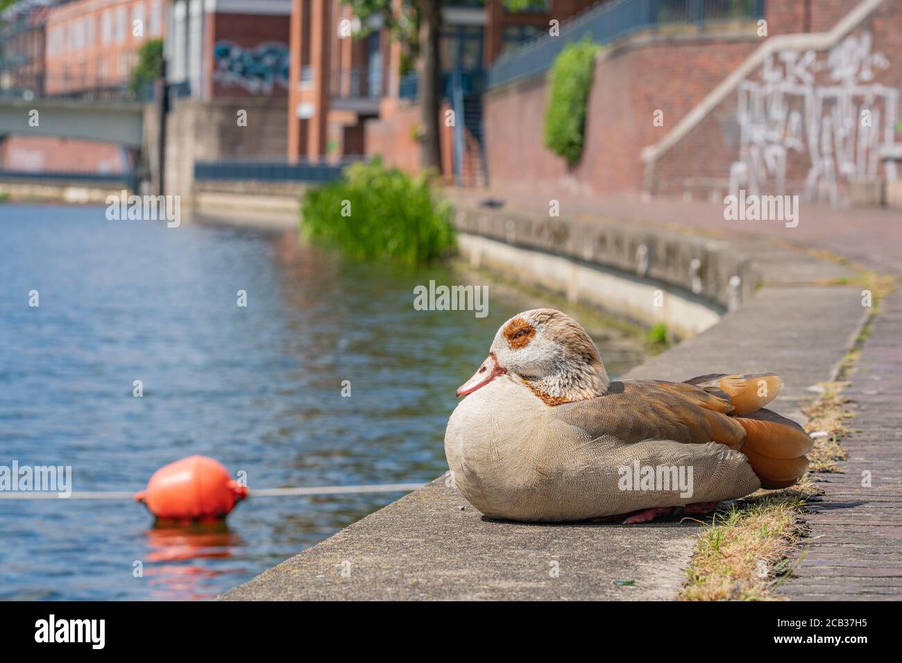 Hungry duck hi-res stock photography and images - Alamy