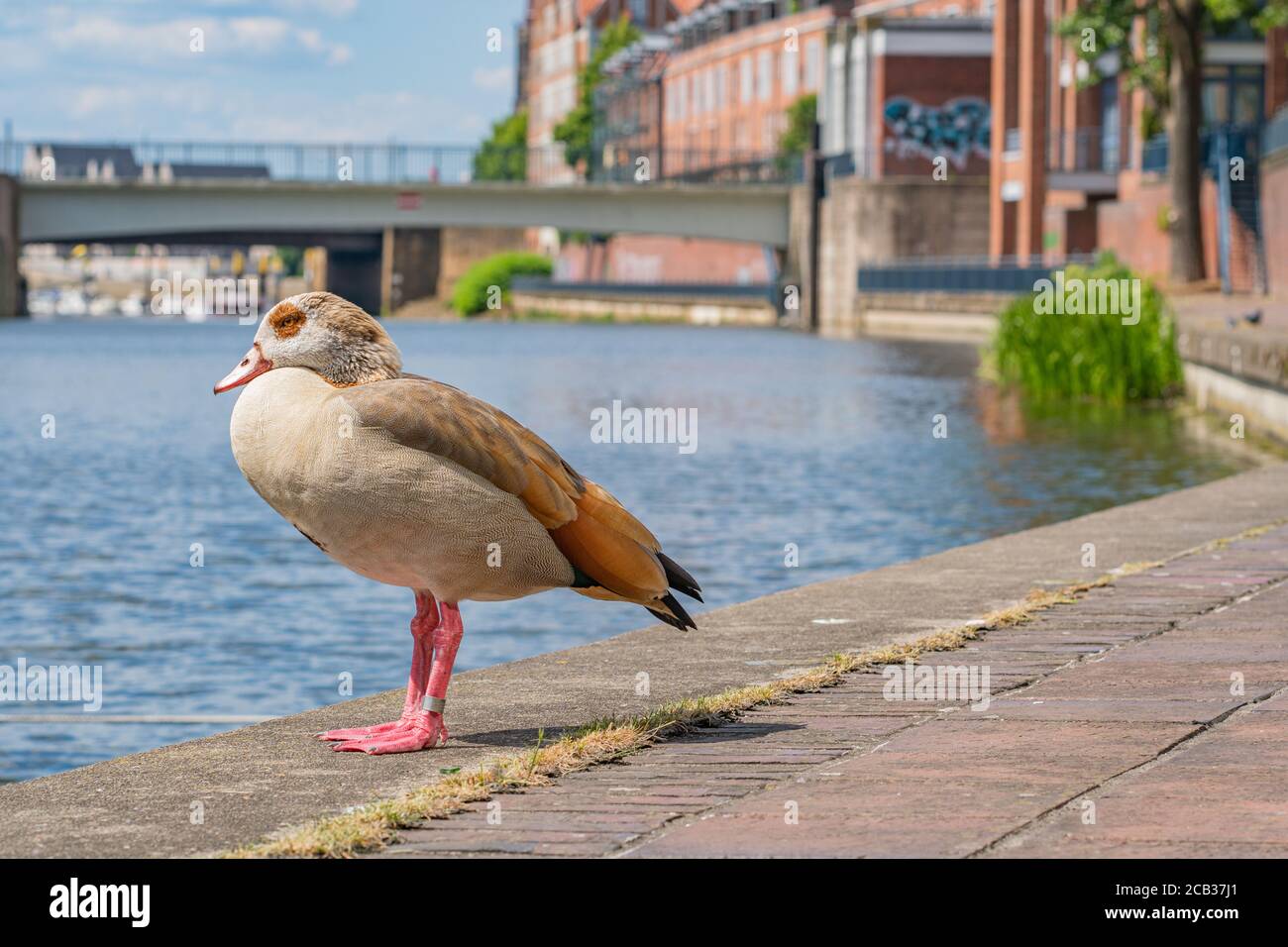 Hungry duck hi-res stock photography and images - Alamy