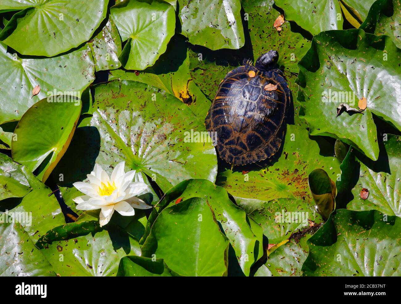 Duisburg, Ruhr Area, North Rhine-Westphalia, Germany - an abandoned ...