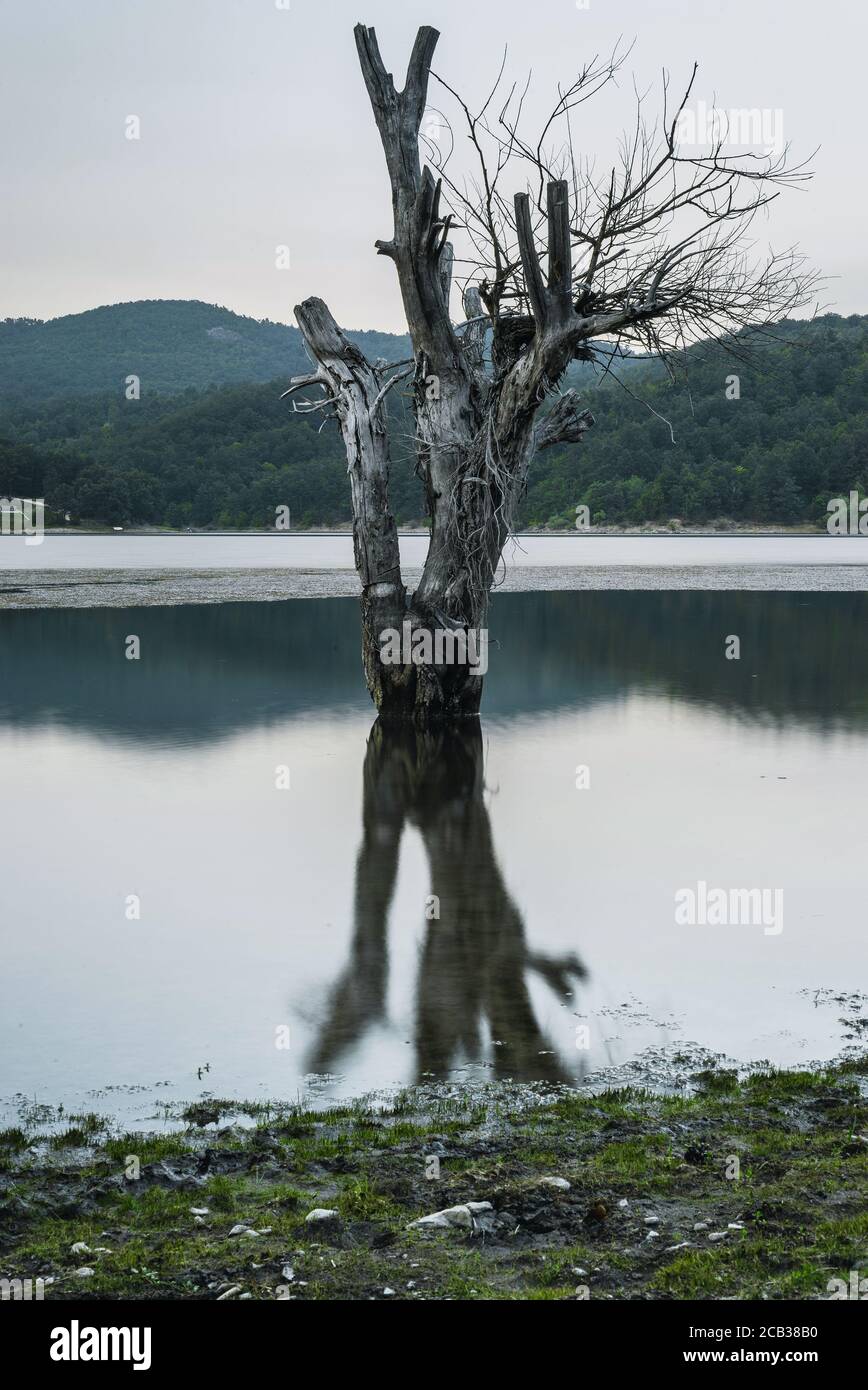 Dead tree in the lake hi-res stock photography and images - Alamy