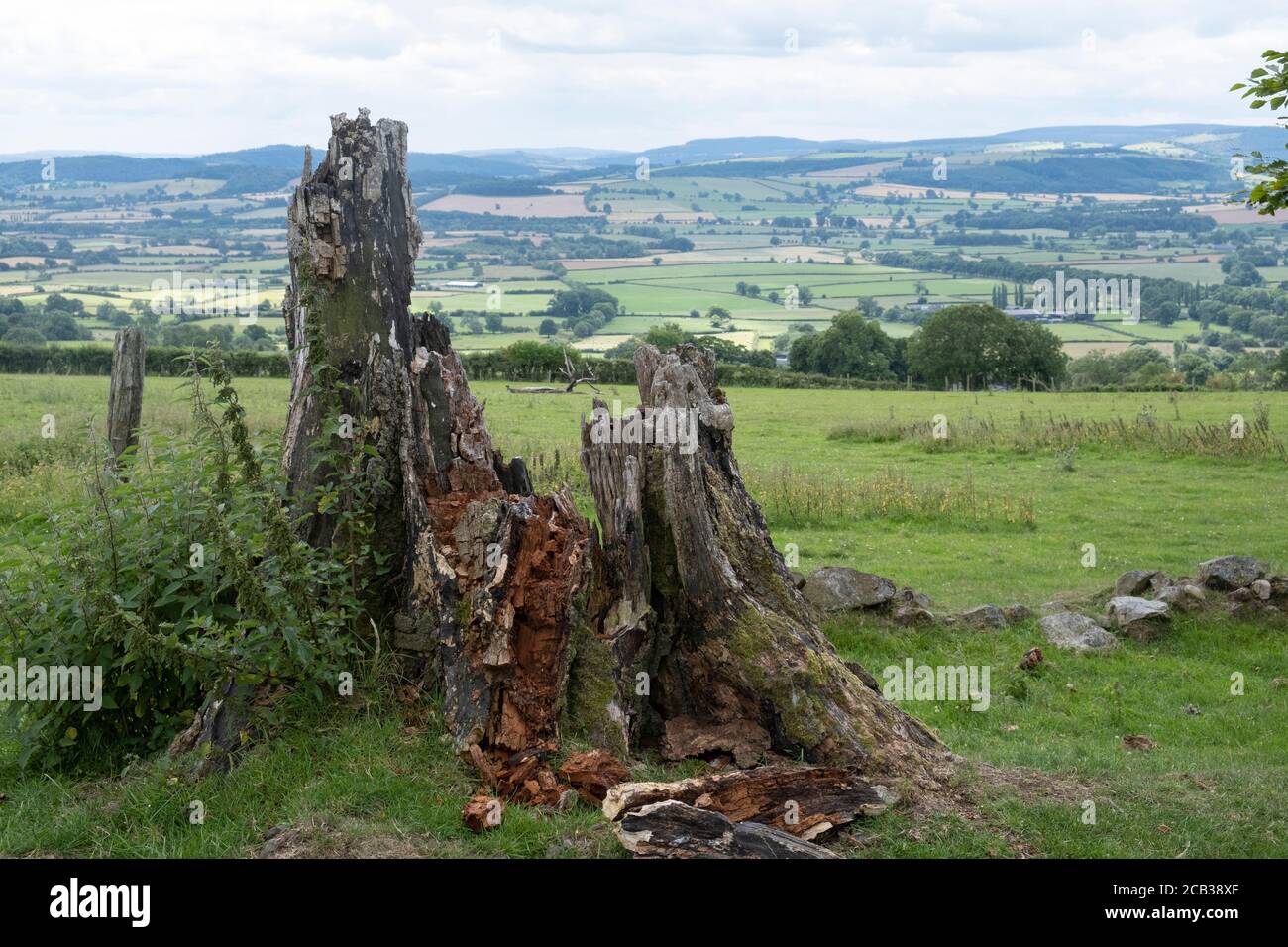 Beech hill hall hi-res stock photography and images - Alamy