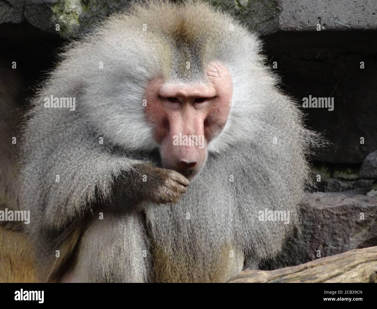 Baboon africa leopard hi-res stock photography and images - Alamy