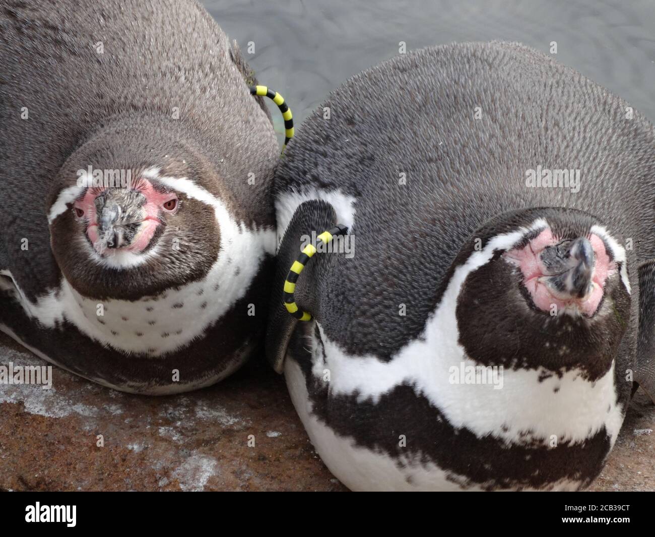 Shot two big birds hi-res stock photography and images - Alamy