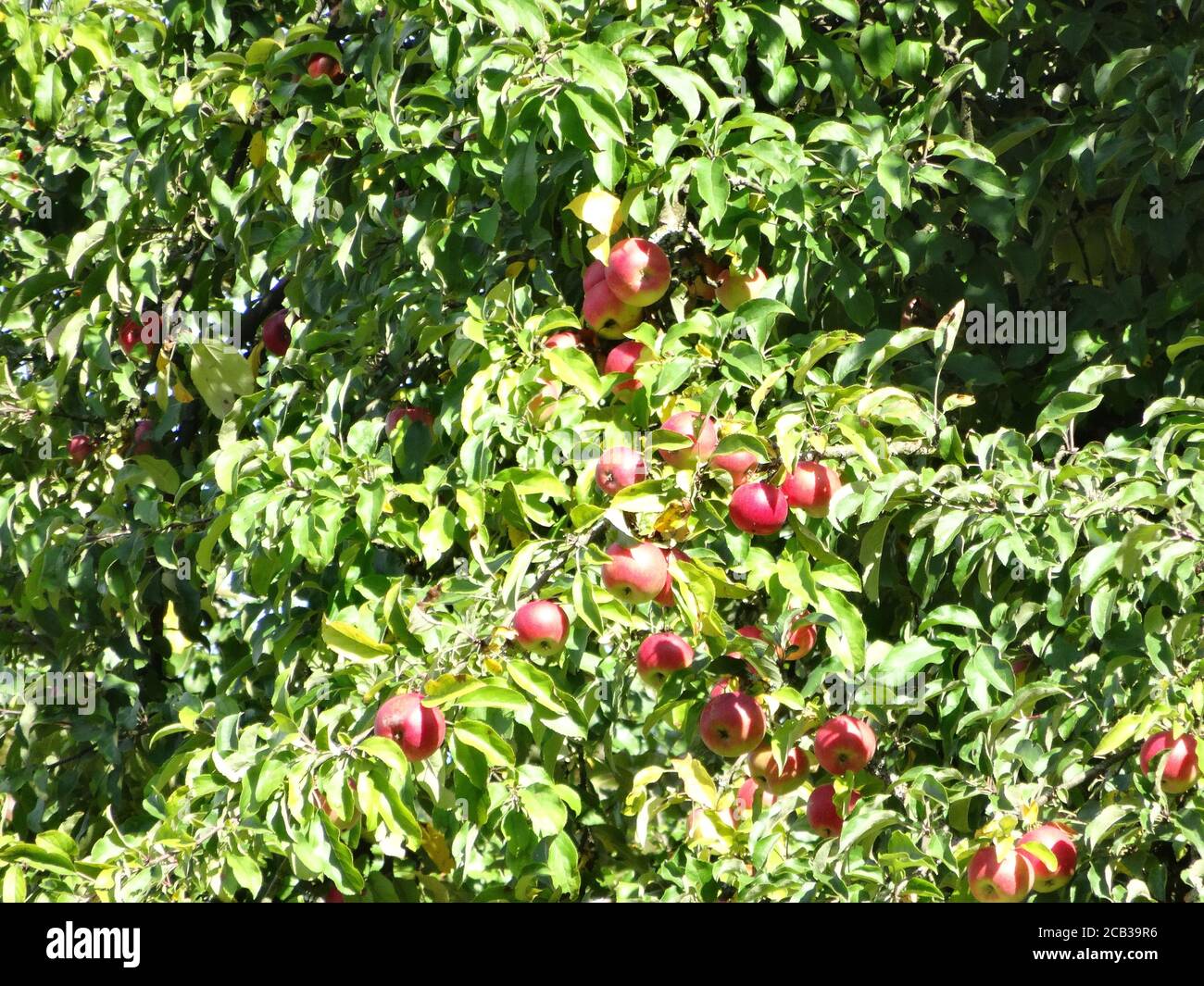 Mcintosh branch hi-res stock photography and images - Alamy