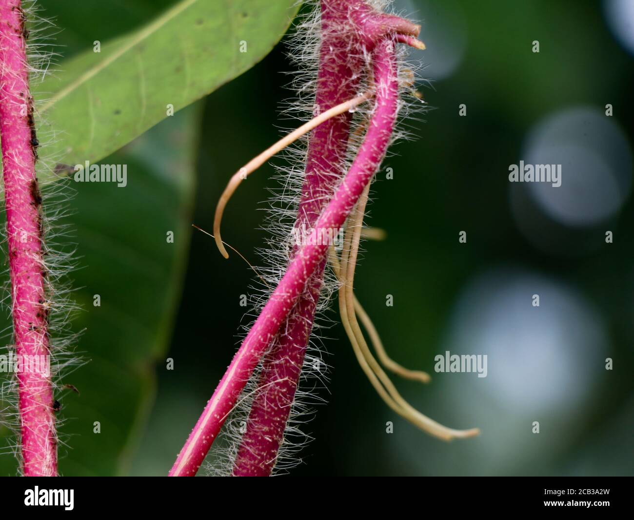 Hairy stem creeping weed hi-res stock photography and images - Alamy