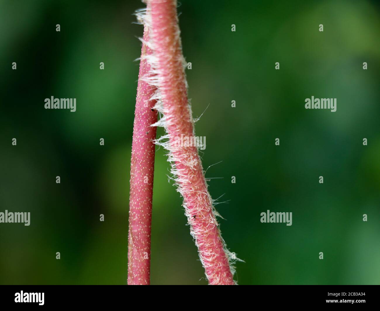Creeping Stem