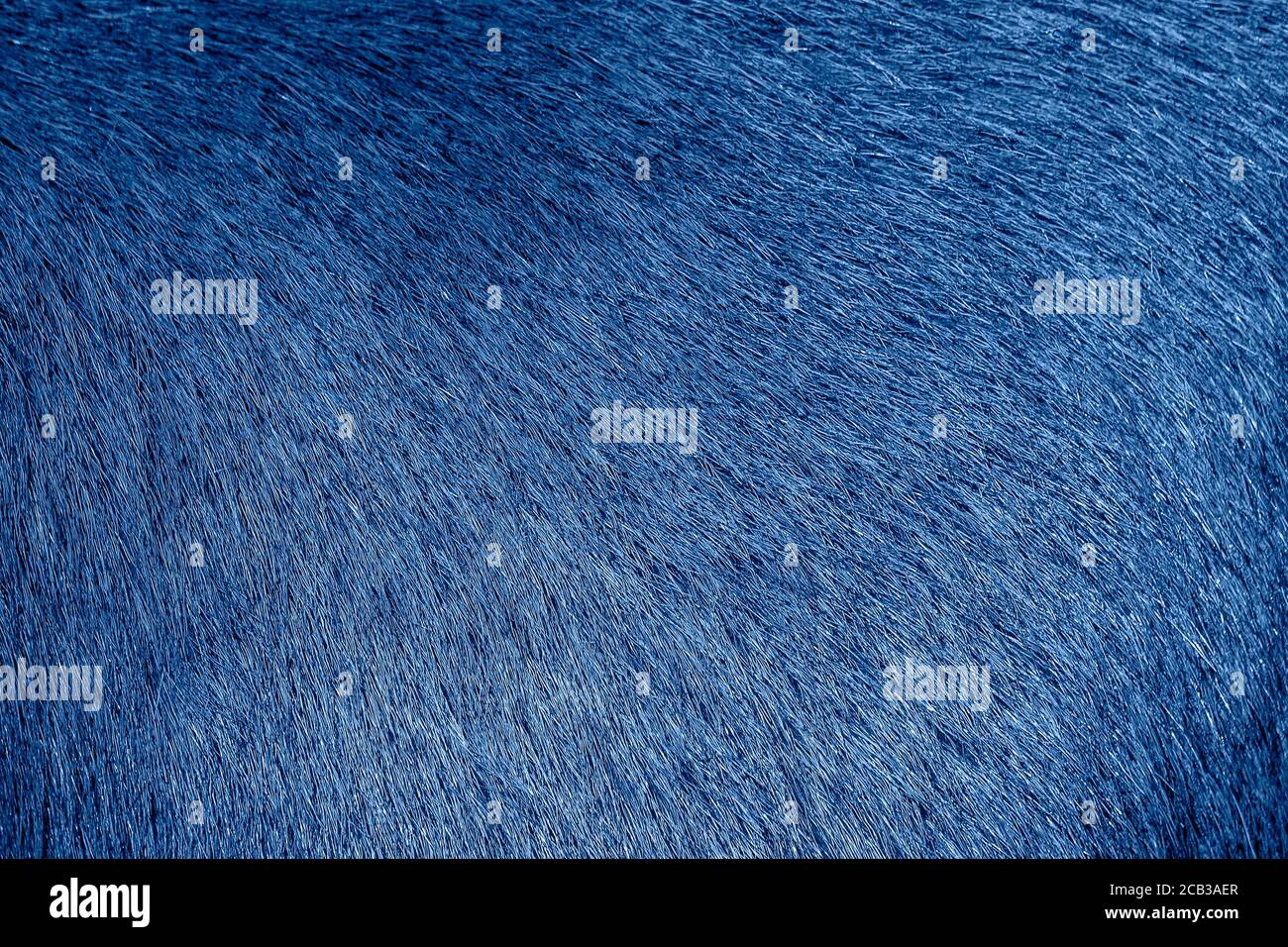 Blue fur texture hi-res stock photography and images - Alamy