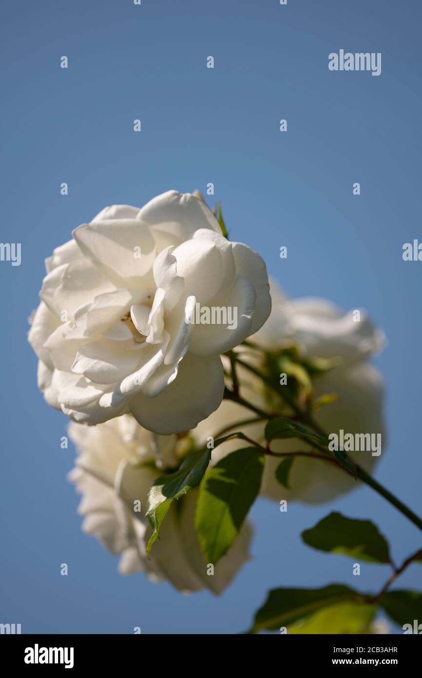Blue floribunda rose hi-res stock photography and images - Alamy