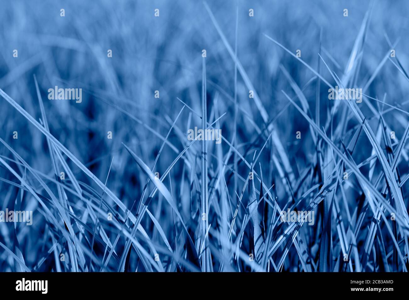 Colored Blue grass background. Blue grass texture for print, web use ...