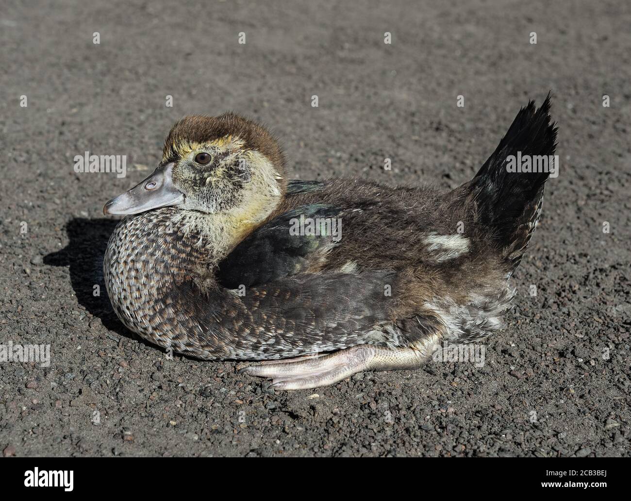 Funny duckling sitting and basking in the sun on a farm. Farm animals ...