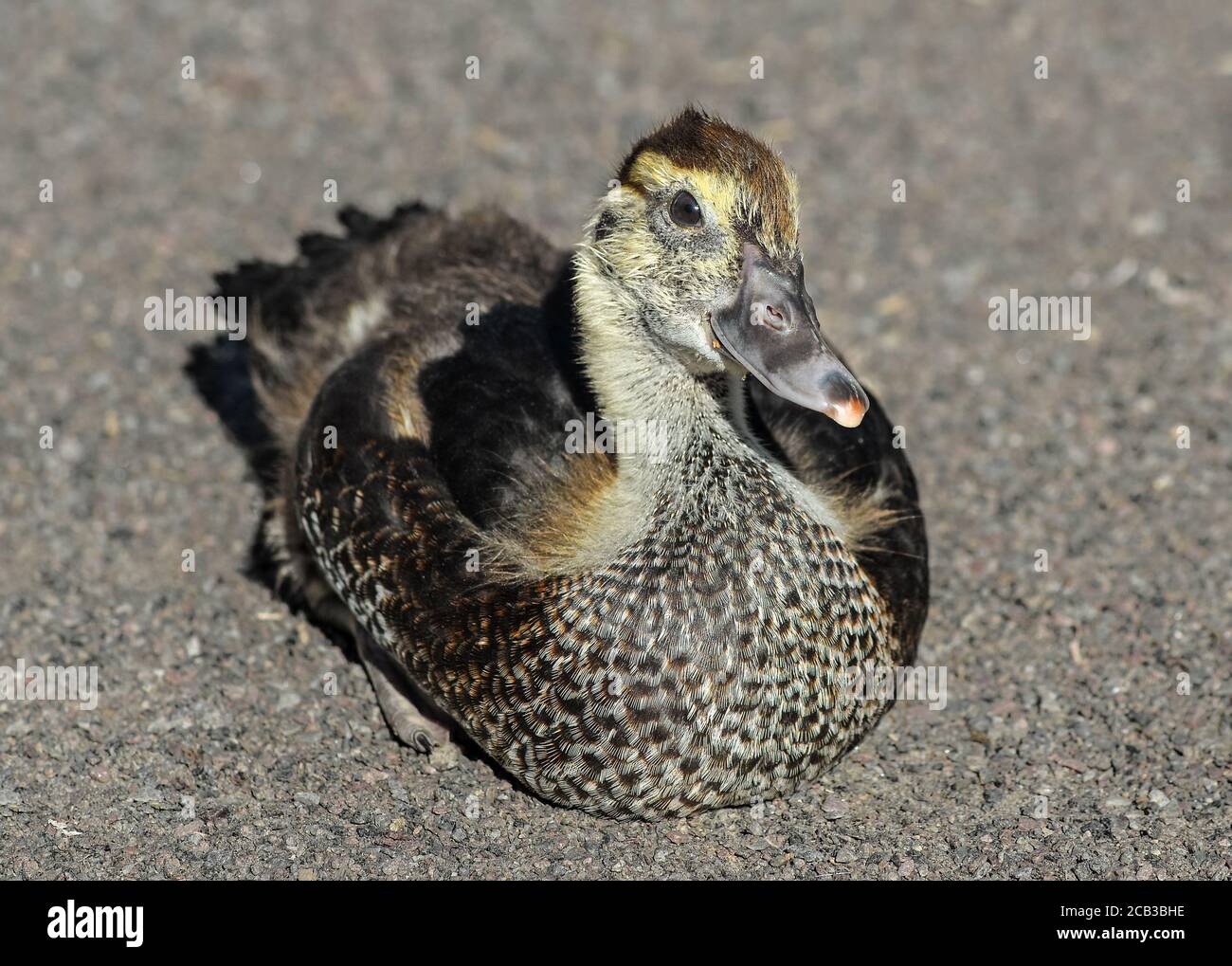 Duckling sitting hi-res stock photography and images - Alamy