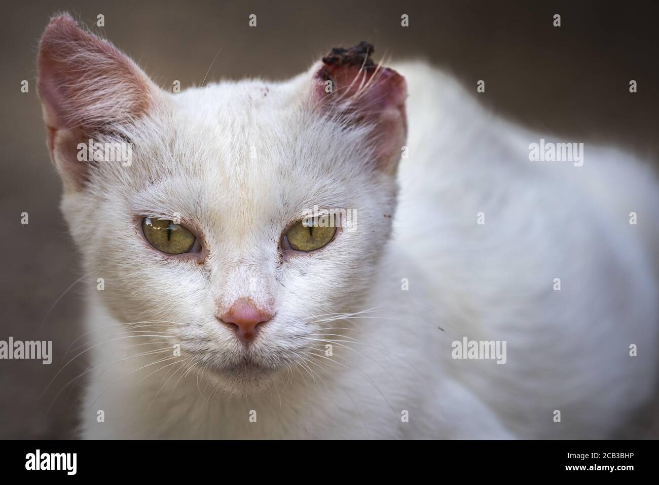 Cat ear injured pet hi-res stock photography and images - Alamy