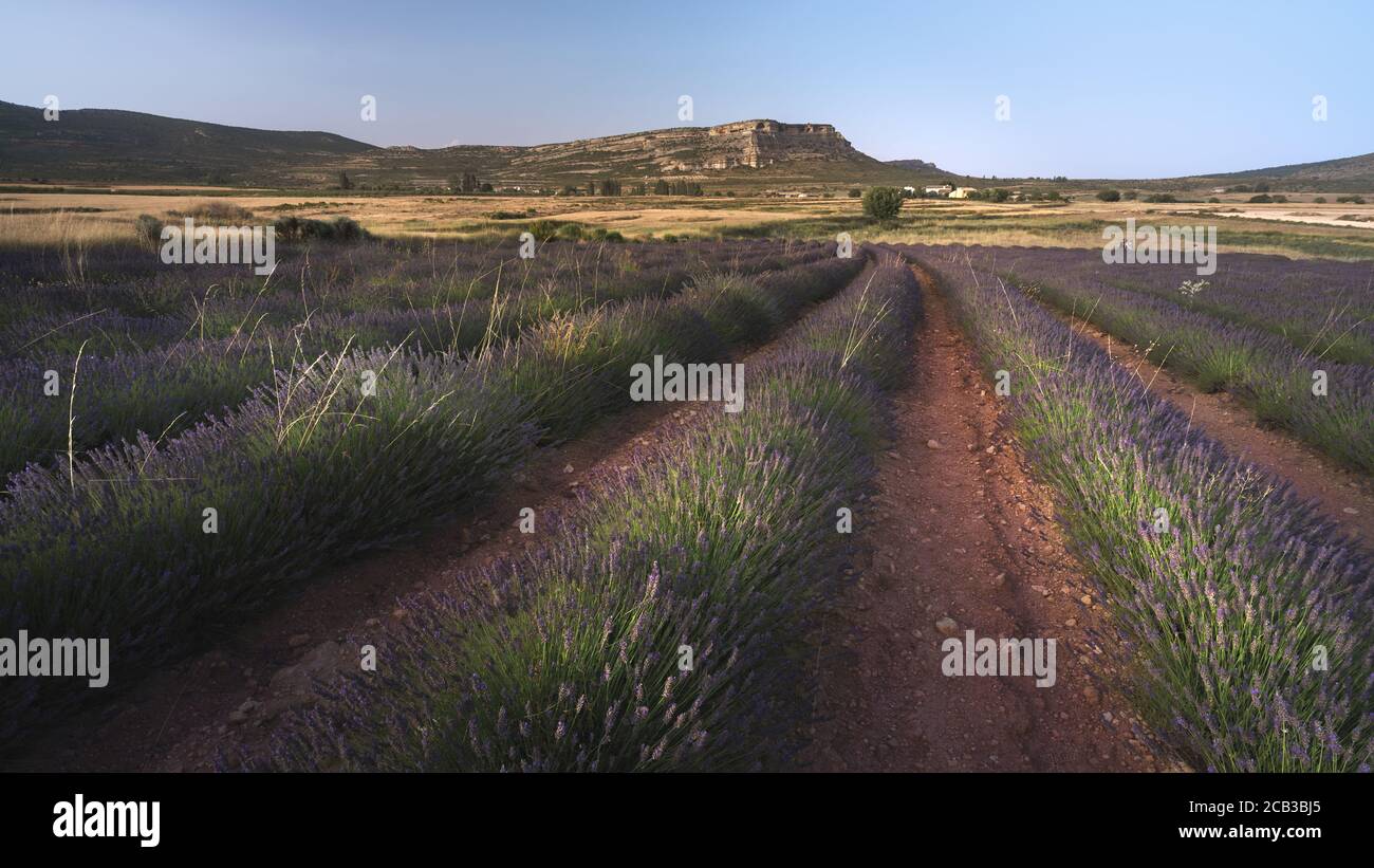 Long field full of beautifully blossomed lavender flowers Stock Photo ...