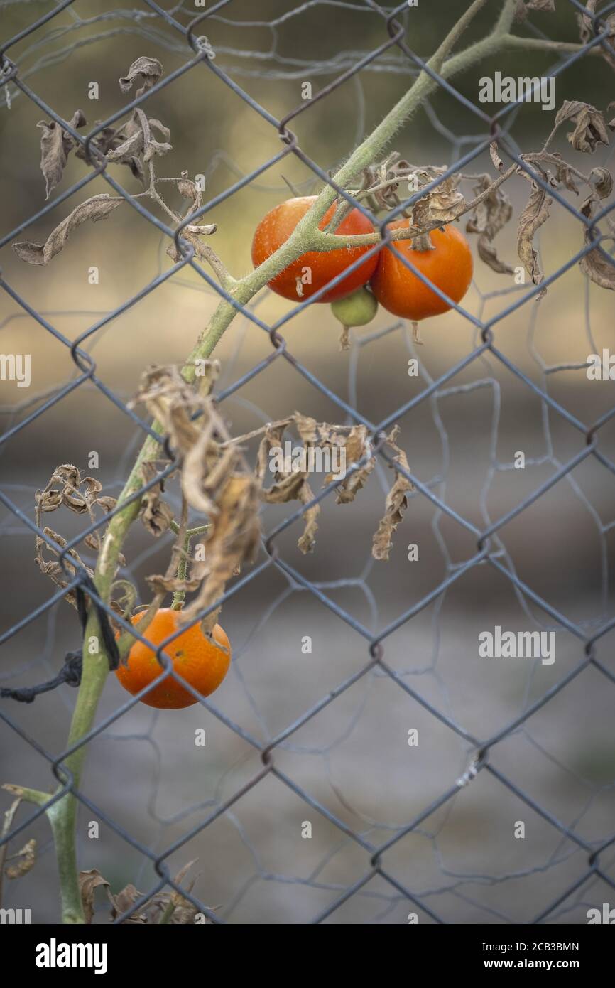 Growing red tomatoes behind the metallic fence Stock Photo - Alamy