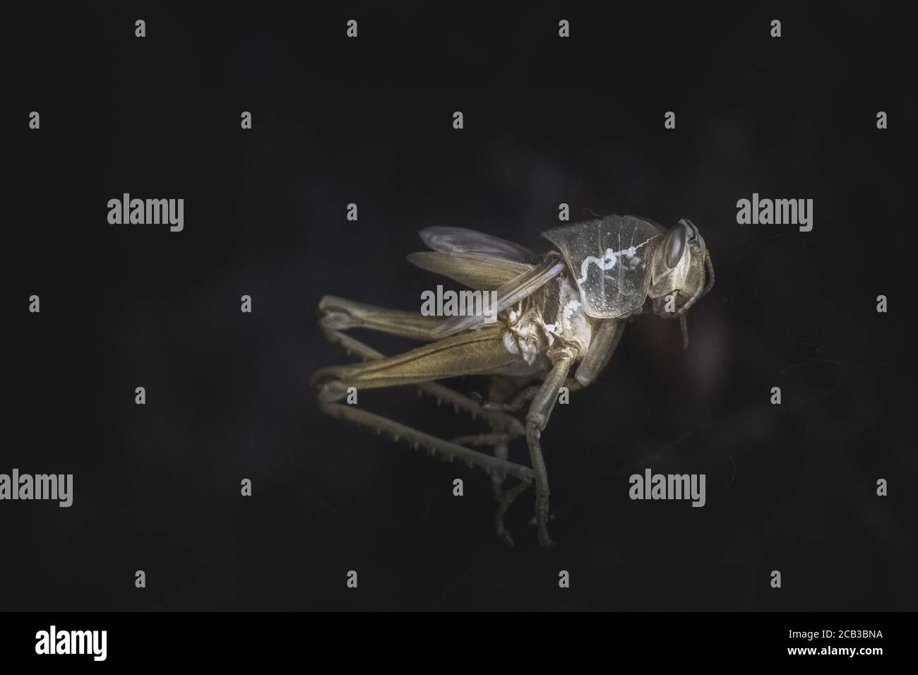 White grasshopper hi-res stock photography and images - Alamy