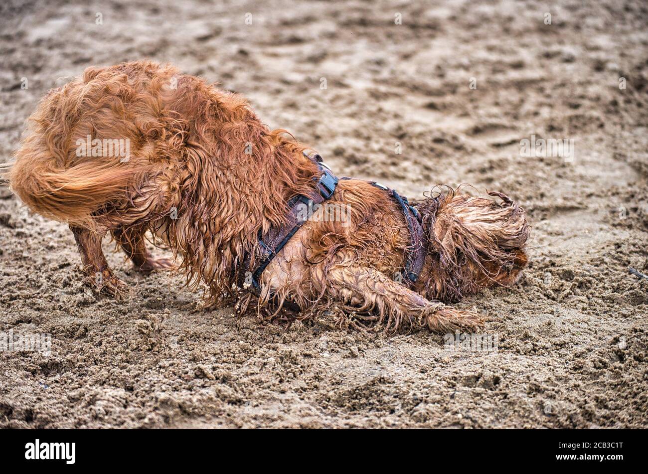 Dog play and romp on the dog beach in Langenhagen near Hannover at the ...