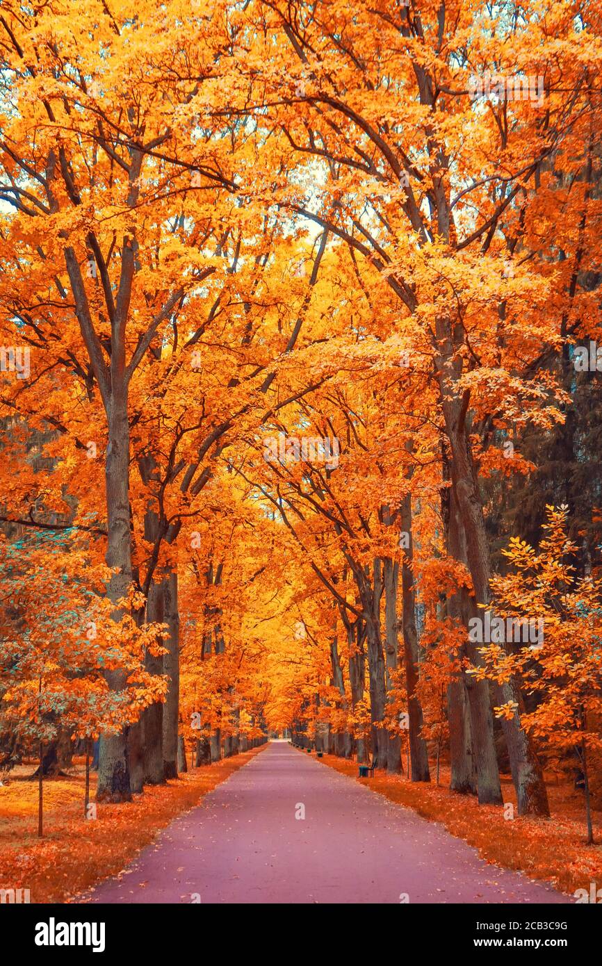 Alley of orange-red maples in the park walking path in perspective ...