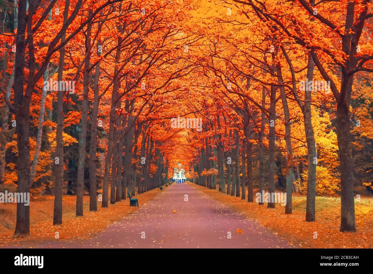 Alley of orange-red maples in the park walking path in perspective ...