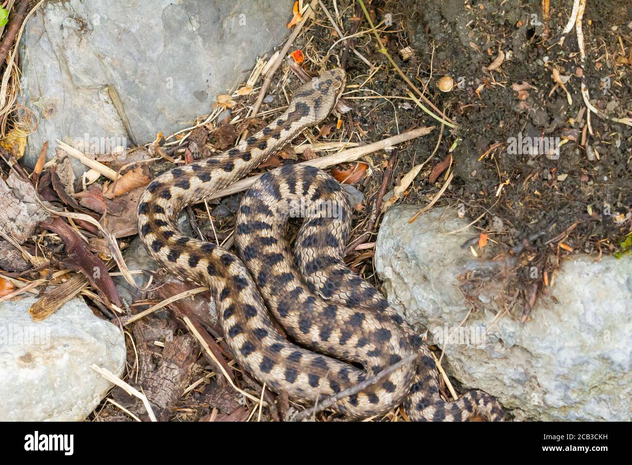 Vibora skin hi-res stock photography and images - Alamy