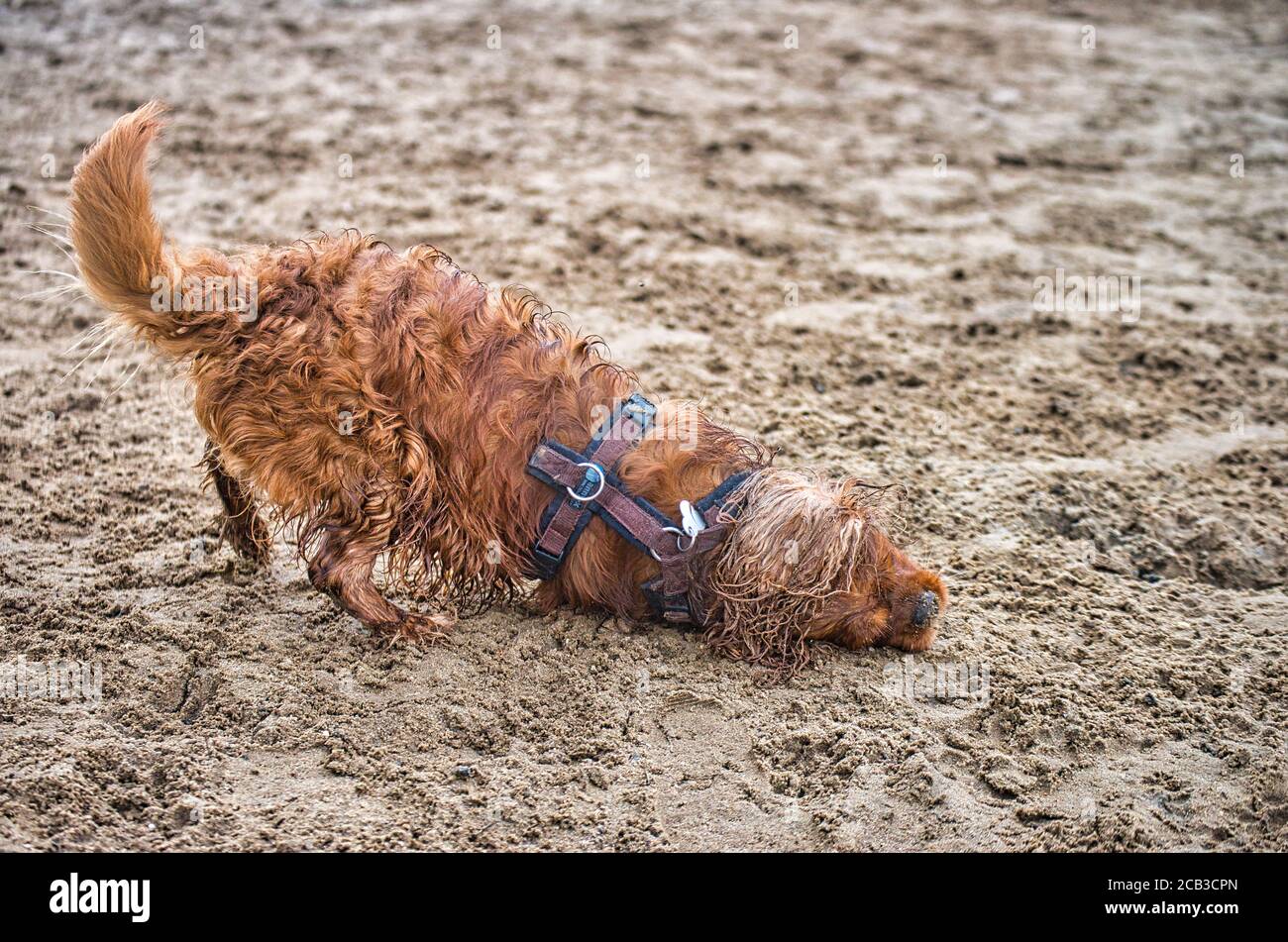 Dog play and romp on the dog beach in Langenhagen near Hannover at the ...