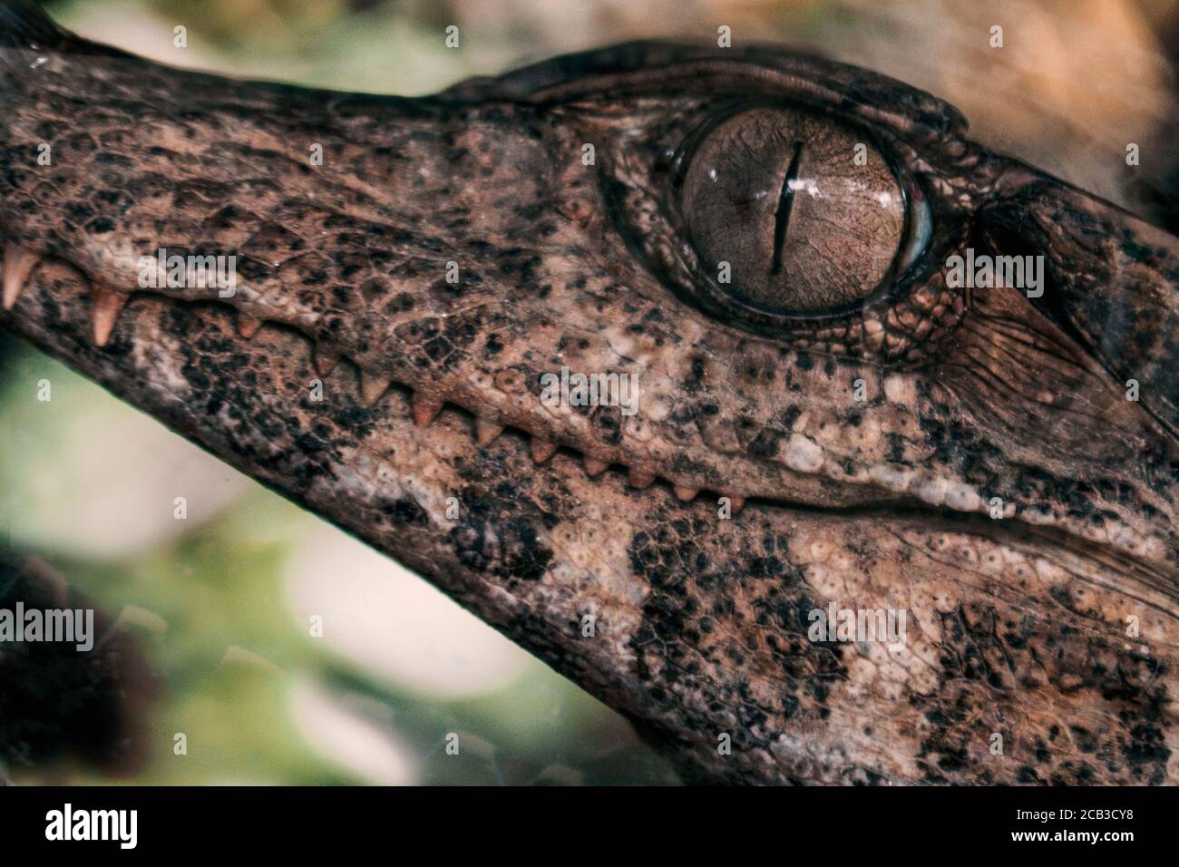 Beautiful macro shot of a crocodile eye and skin patterns Stock Photo ...